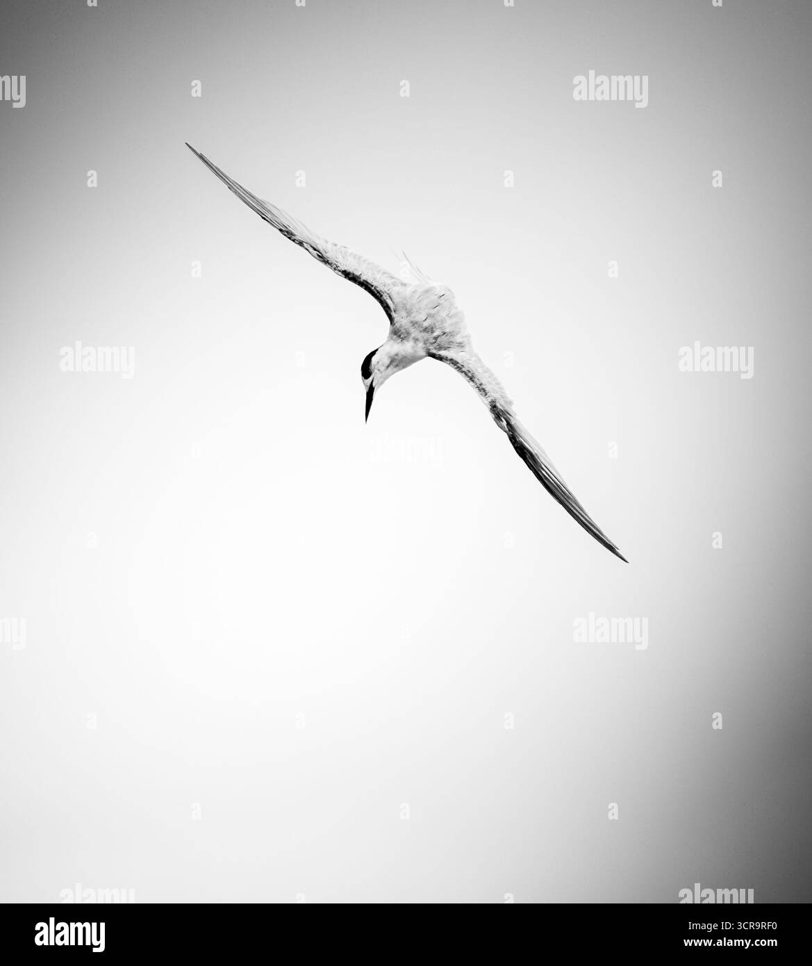 Bird with a graceful flight Black and White Stock Photos & Images - Alamy