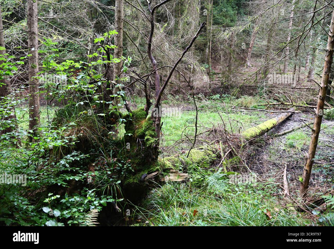 Wald 28.09.2025, Ostramondra, ein entwurzelter Nadelbaum liegt im Wald ...