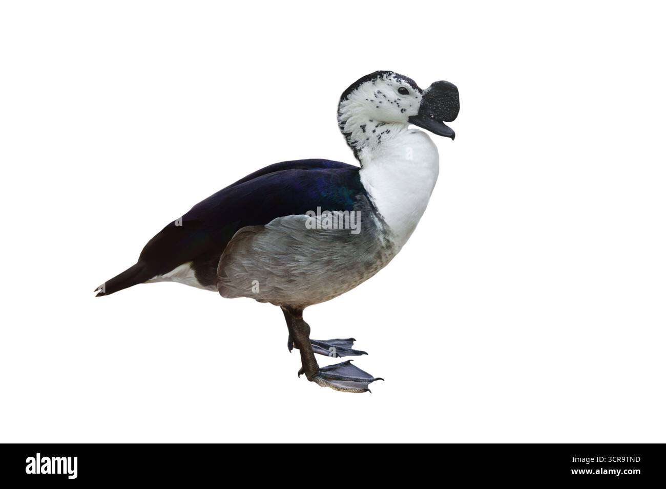 Beautiful black white wild duck Cut Out Stock Images & Pictures - Alamy