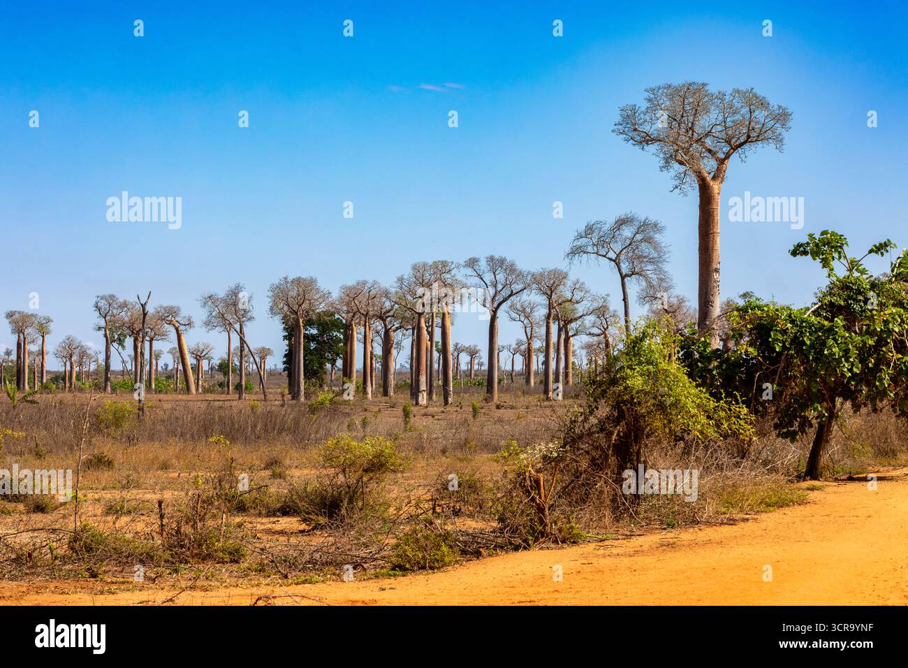 Iconic view of columnar baobab trees in the characteristic dry ...