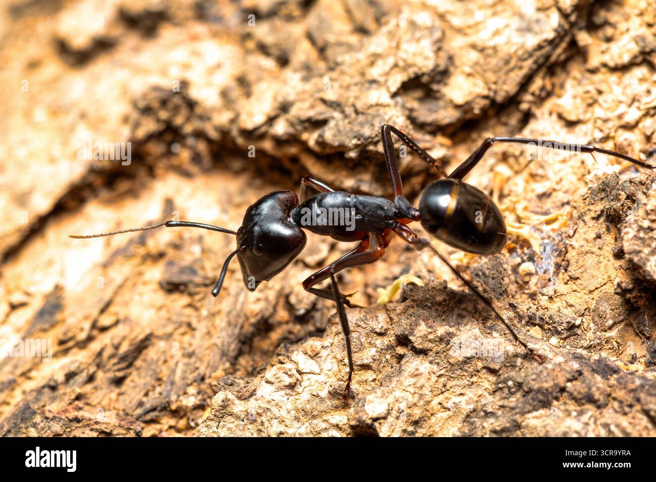 Carpenter ants (Camponotus gibber) large endemic ant indigenous to many ...