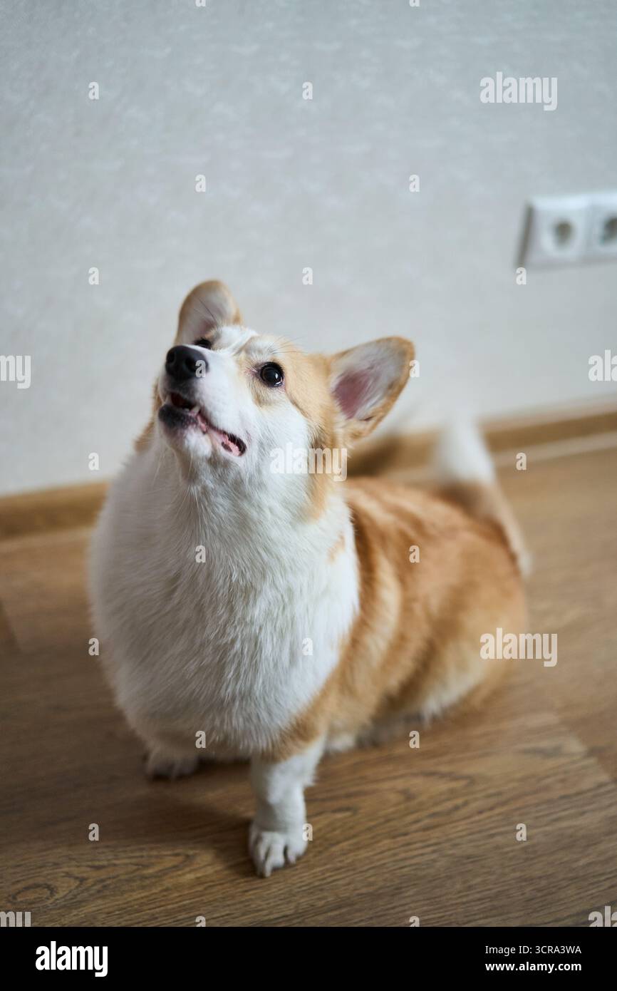 Utterly captivating hi-res stock photography and images - Alamy