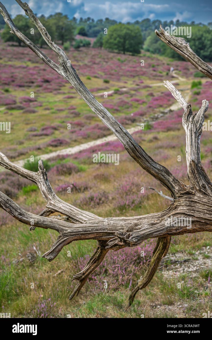 A weathered dead tree branch frames a picturesque view of blooming ...