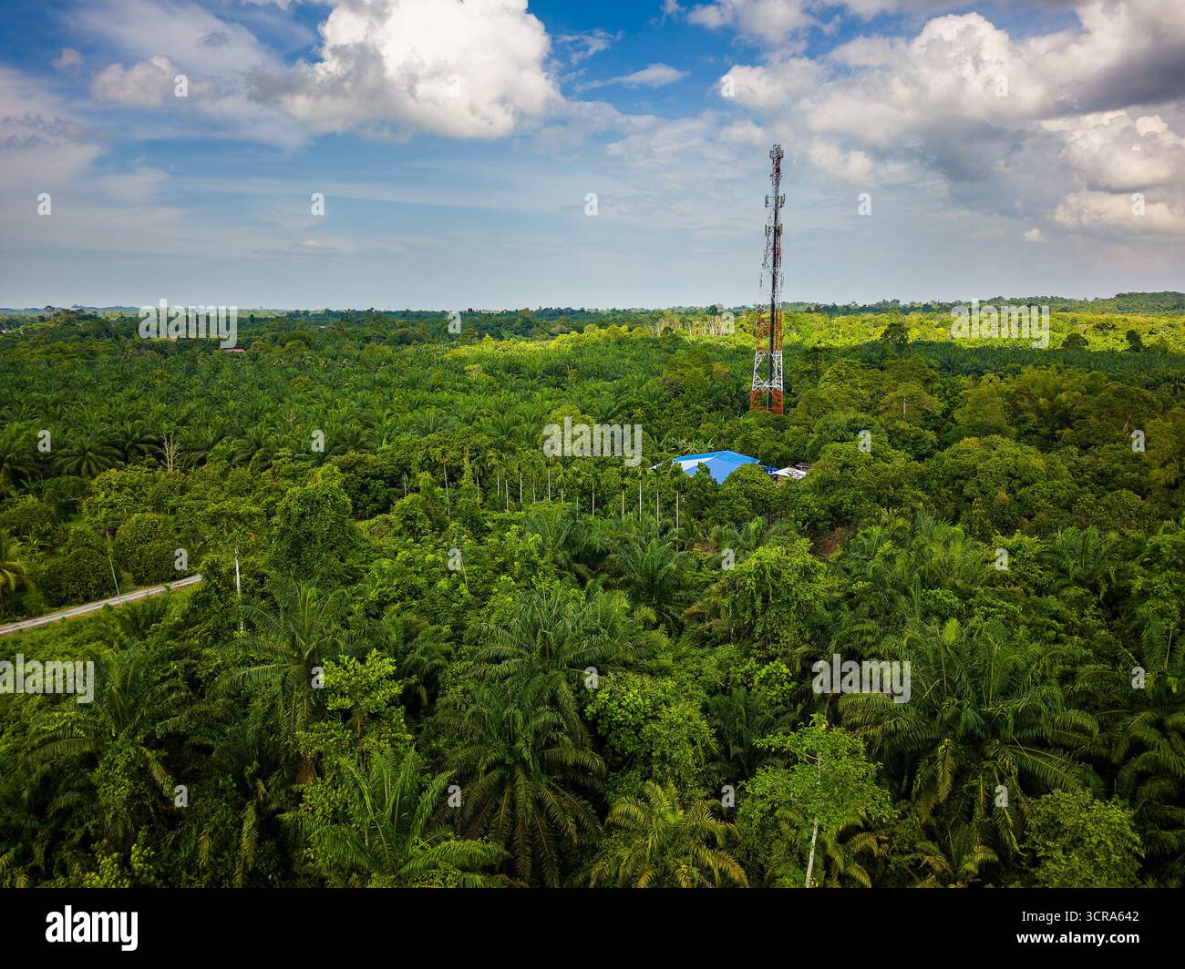 Aerial drone view of vast palm oil plantation and tower in Sabah ...