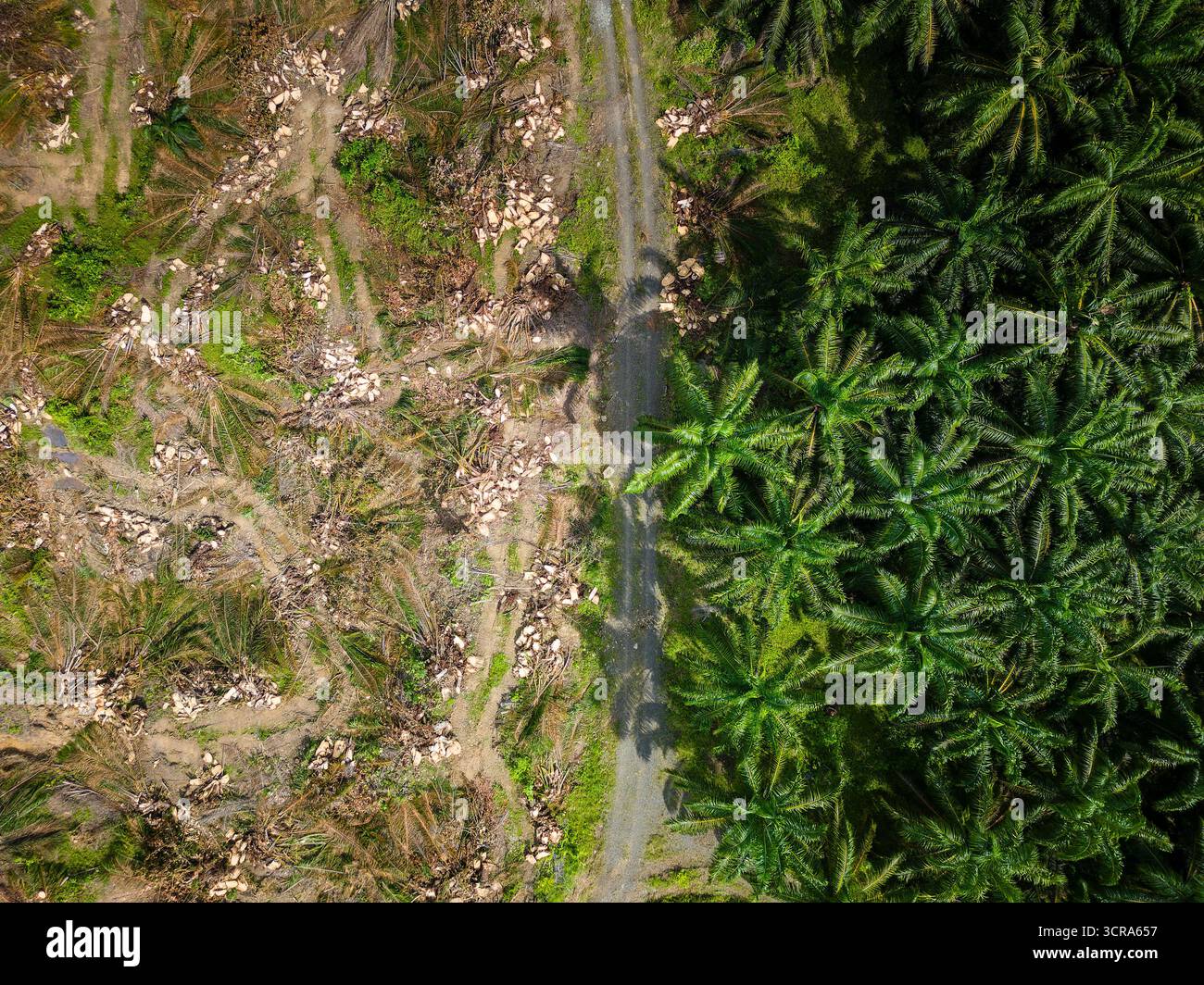 Cleared rainforest palm oil hi-res stock photography and images - Alamy