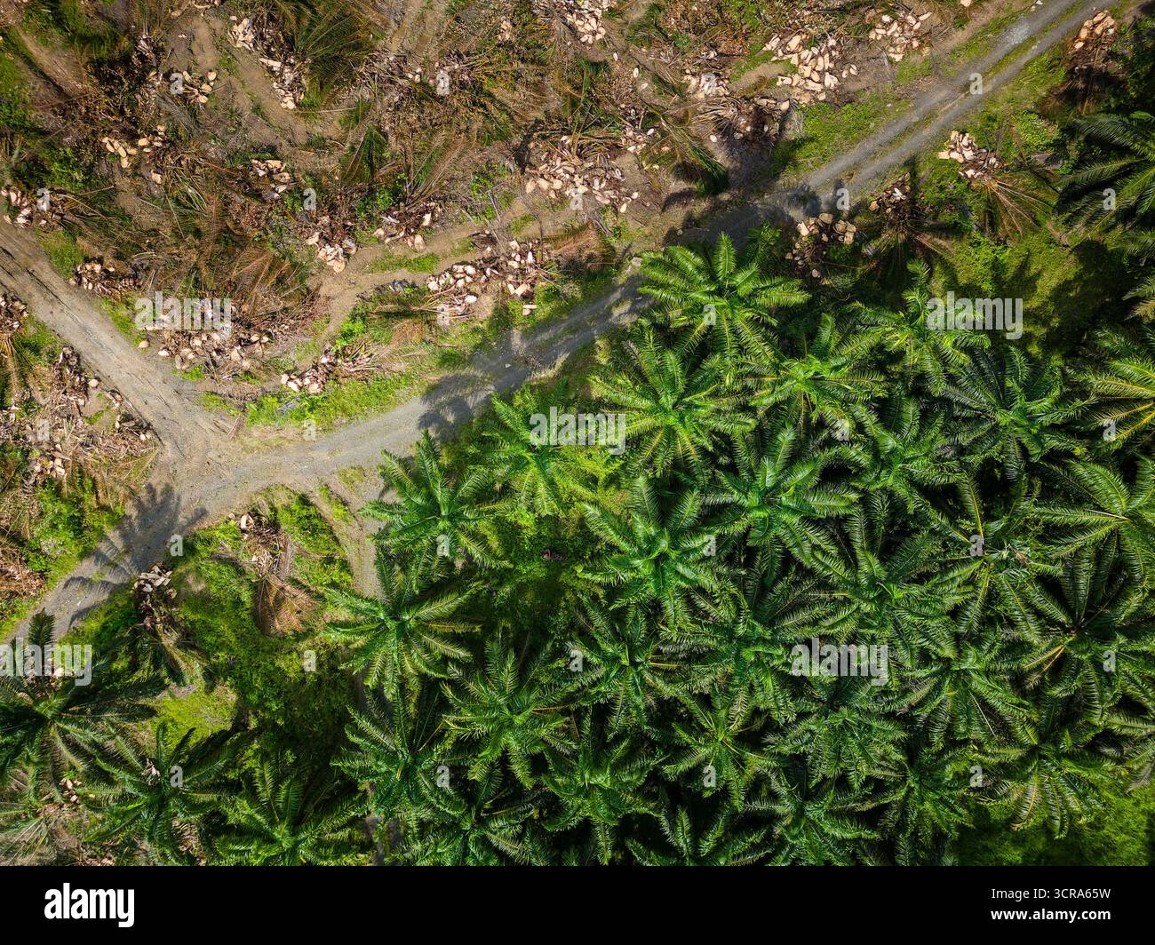 Aerial view deforestation showing contrast hi-res stock photography and ...