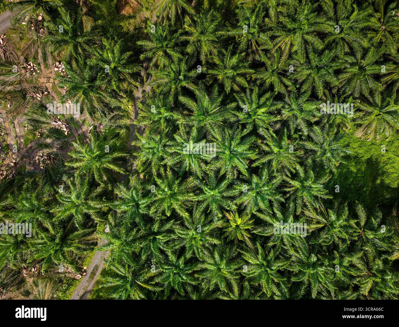 Overhead view of a monoculture palm tree farm showing agricultural ...