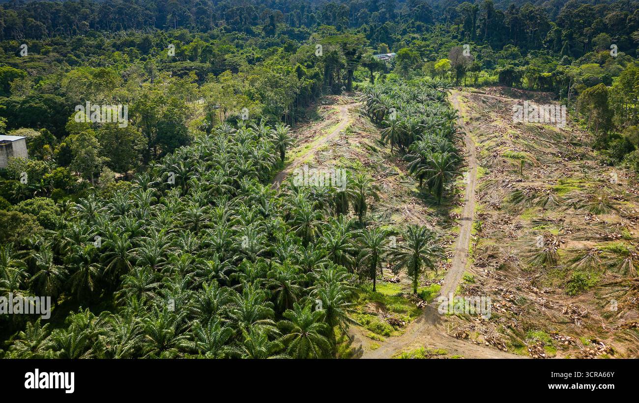 Deforestation landscape showing cleared hi-res stock photography and ...