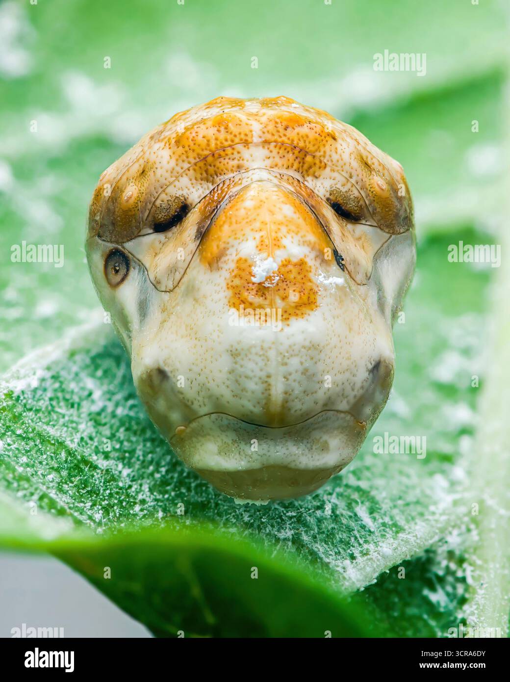 Caterpillar head showing mimicry, resembling a snake or alien creature ...
