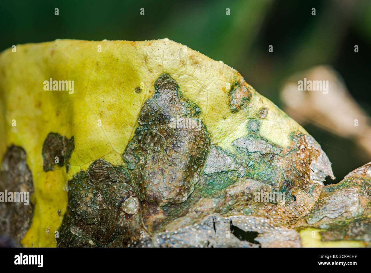 Close-up view of a coffee leaf infected with coffee leaf rust (hemileia ...