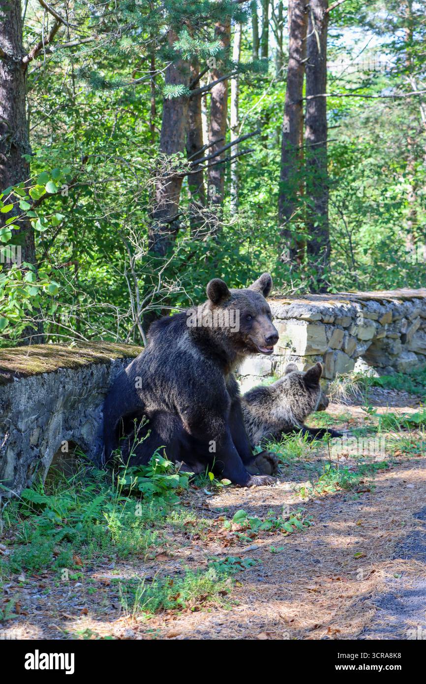 A brown bear with a cub are sitting by the road Stock Photo - Alamy