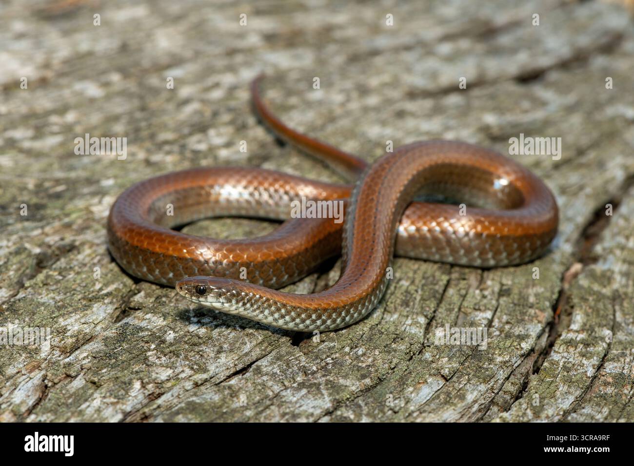 Common Slug Eater (Duberria lutrix) Close-Up on Dead Wood – Non ...