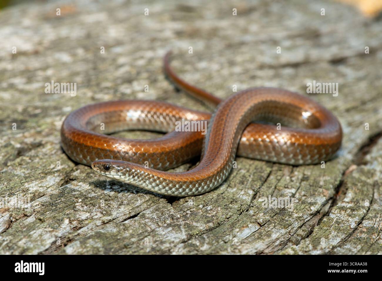 Common Slug Eater (Duberria lutrix) Close-Up on Dead Wood – Non ...