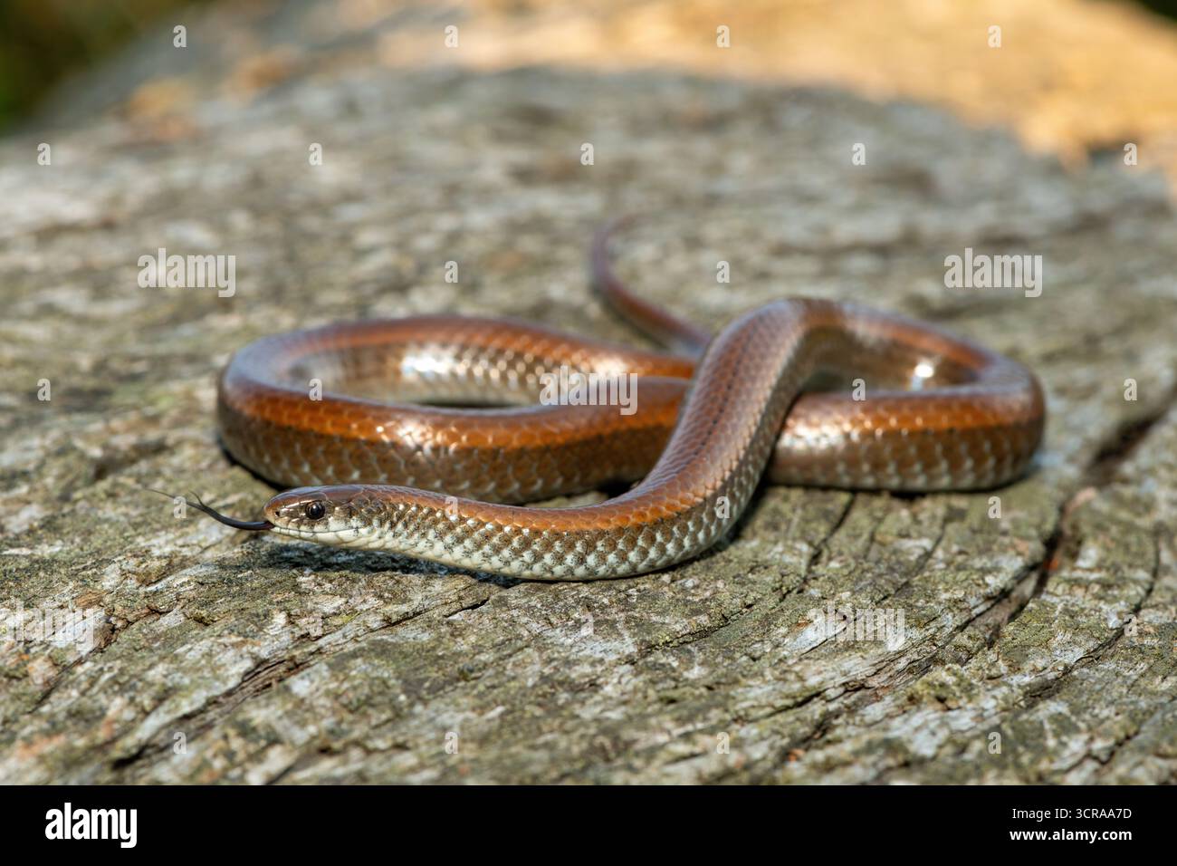 Common Slug Eater (Duberria lutrix) Close-Up on Dead Wood – Non ...