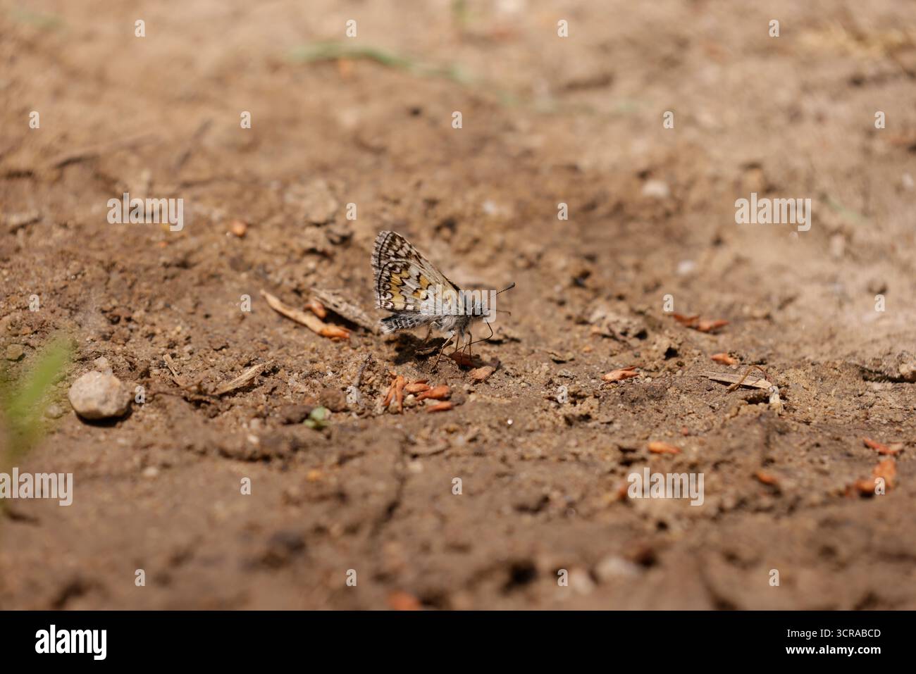 Yellow-banded Skipper - Pyrgus sidae Stock Photo - Alamy