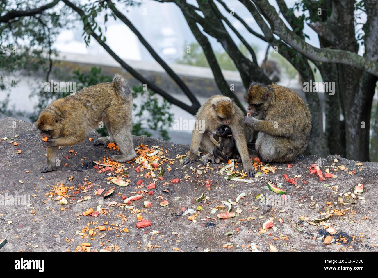 19 September 2025, Great Britain, Gibraltar: Several monkeys (Barbary ...