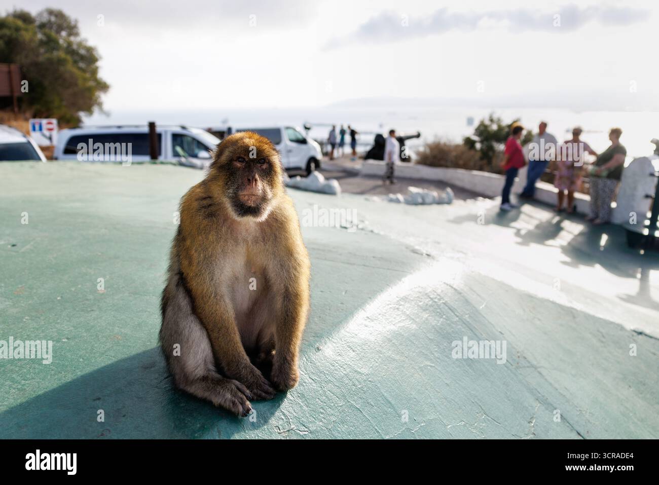19 September 2025, Great Britain, Gibraltar: A monkey (Barbary macaque ...