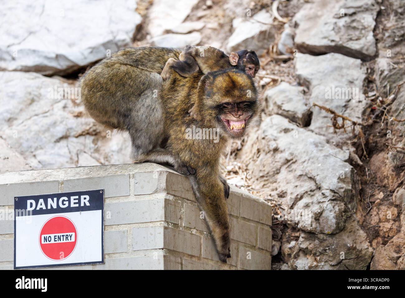Guenon family hi-res stock photography and images - Alamy