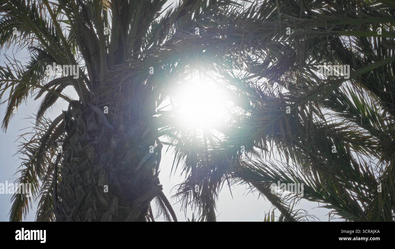 Sunbeam through branches palm tree hi-res stock photography and images ...