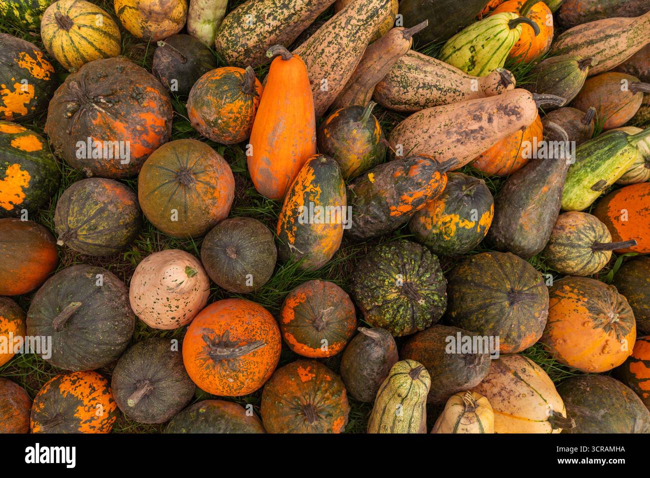 Mottled yellow green skin hi-res stock photography and images - Alamy