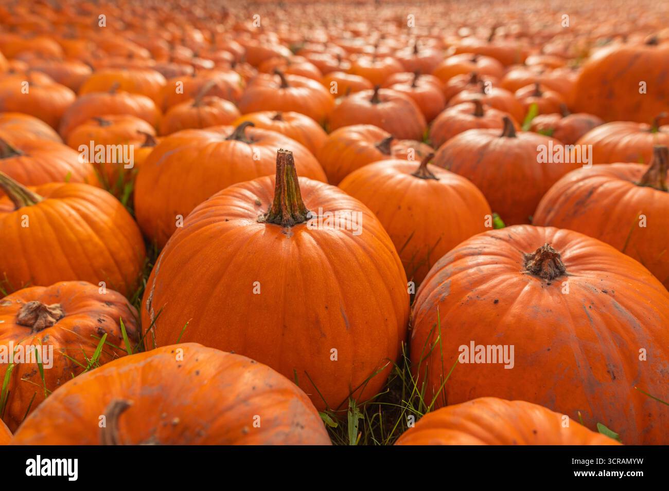 Pumpkin patch perspective closeup hi-res stock photography and images ...