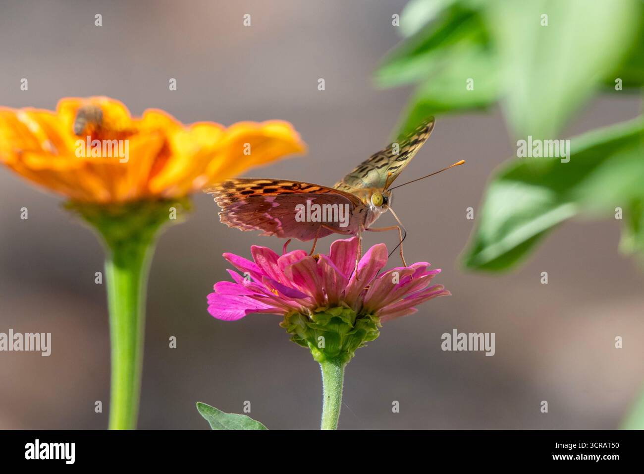 Strandja mountians Bulgaria 30th September 2025 Autumn weather a little ...