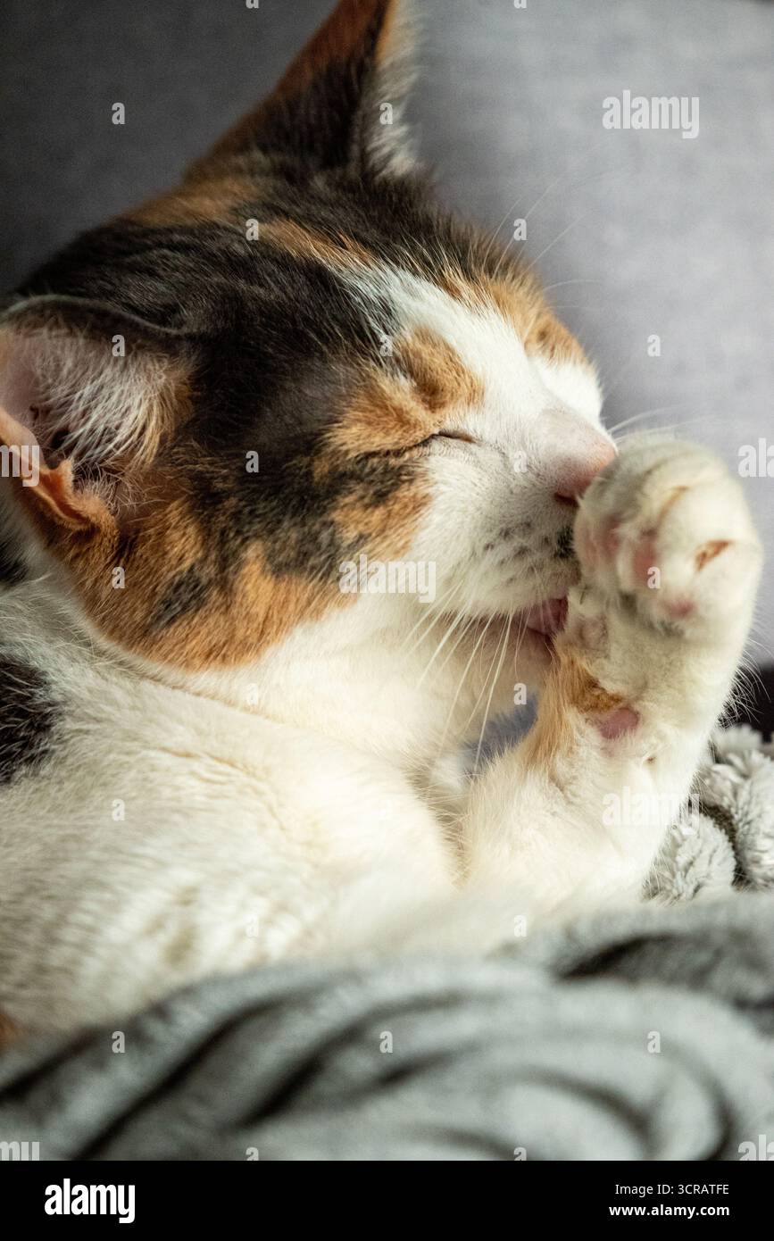 Household pet moment hi-res stock photography and images - Alamy