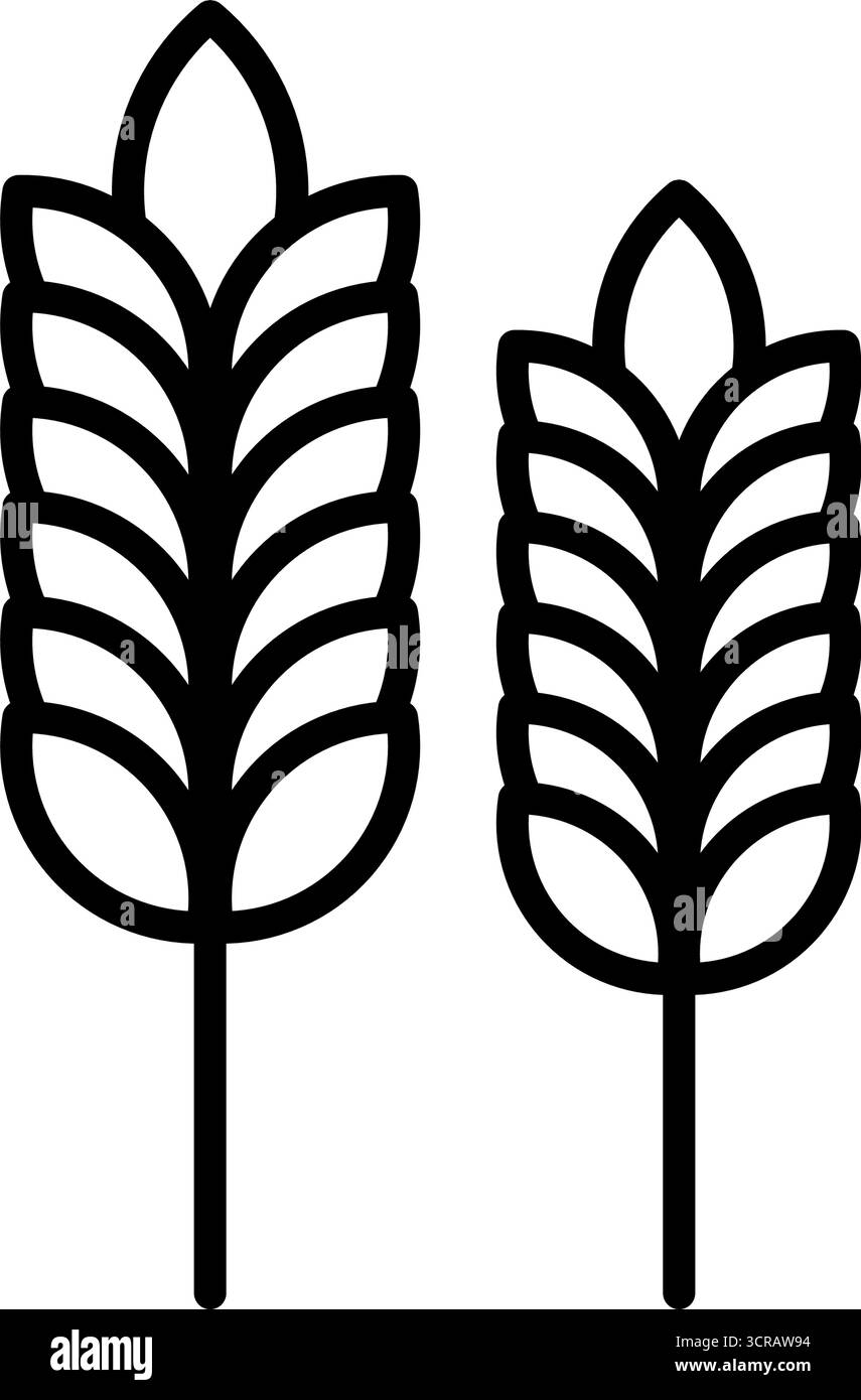 Grain ears Black and White Stock Photos & Images - Alamy