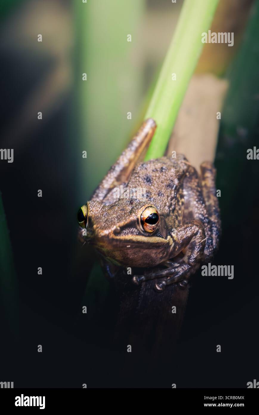 Macro close-up of a brown frog’s face with detailed skin and golden ...