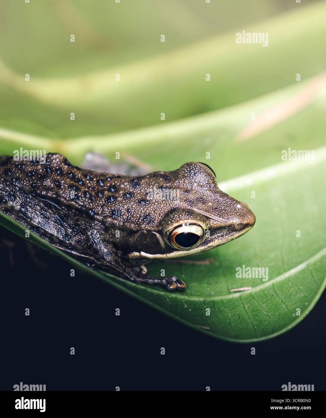 Amphibian in natural habitat hi-res stock photography and images - Alamy