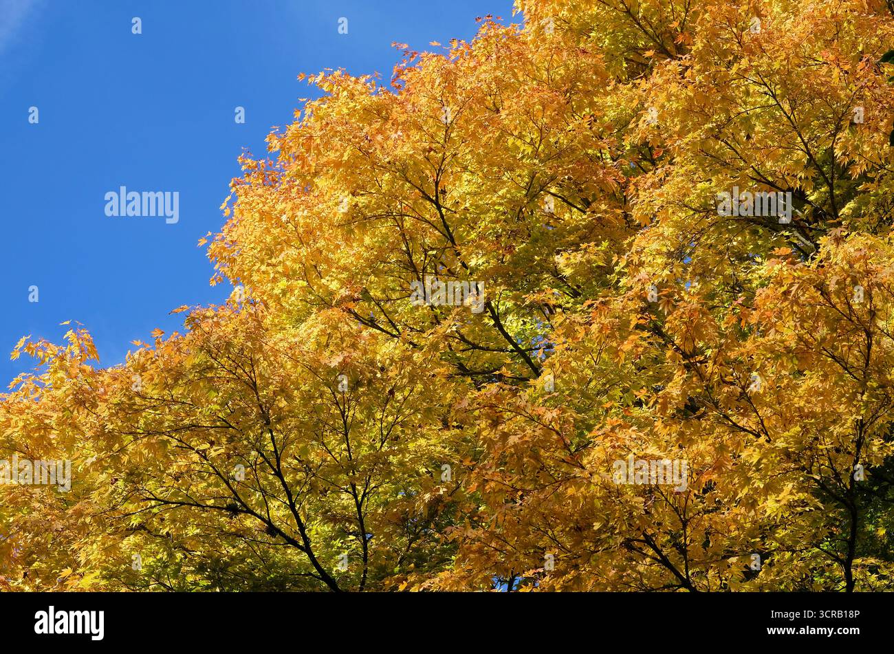 Tree on blue sky! hi-res stock photography and images - Alamy