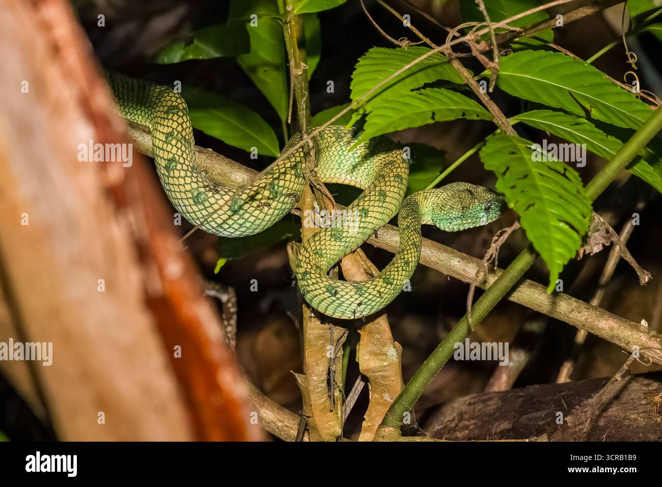 Wild pit viper resting on a vine in its natural habitat in the jungles ...
