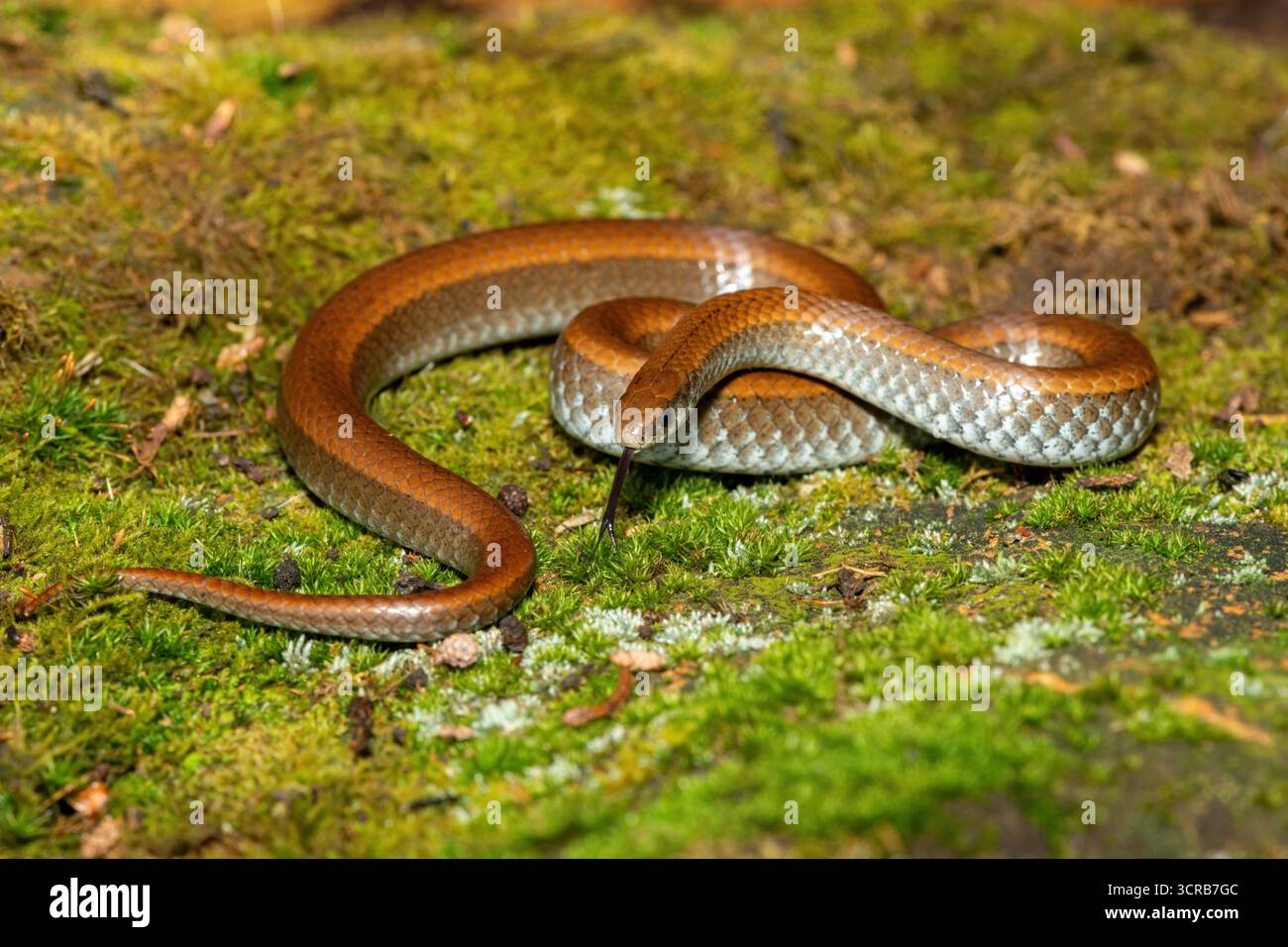 Common Slug Eater (Duberria lutrix) Close-Up on Mossy Ground– Non ...