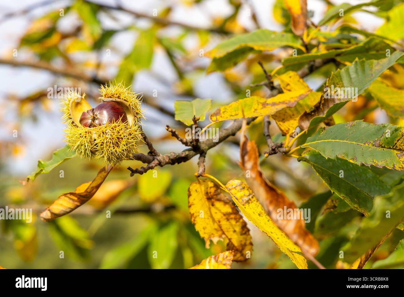 Sonniges Herbstwetter Die Sonne scheint auf den Ast einer Edelkastanie ...