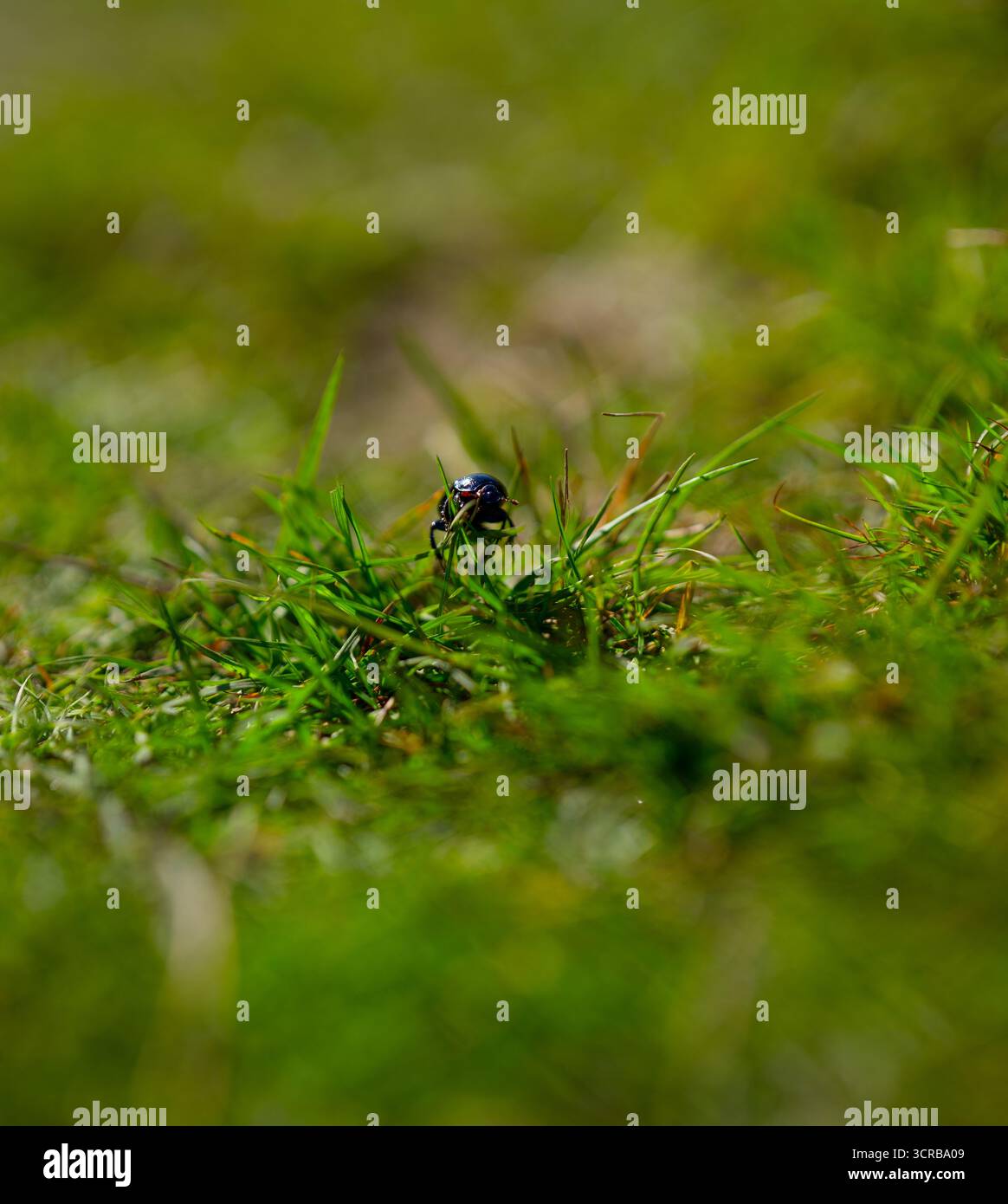 Black dung beetle climbing grass Stock Photo - Alamy