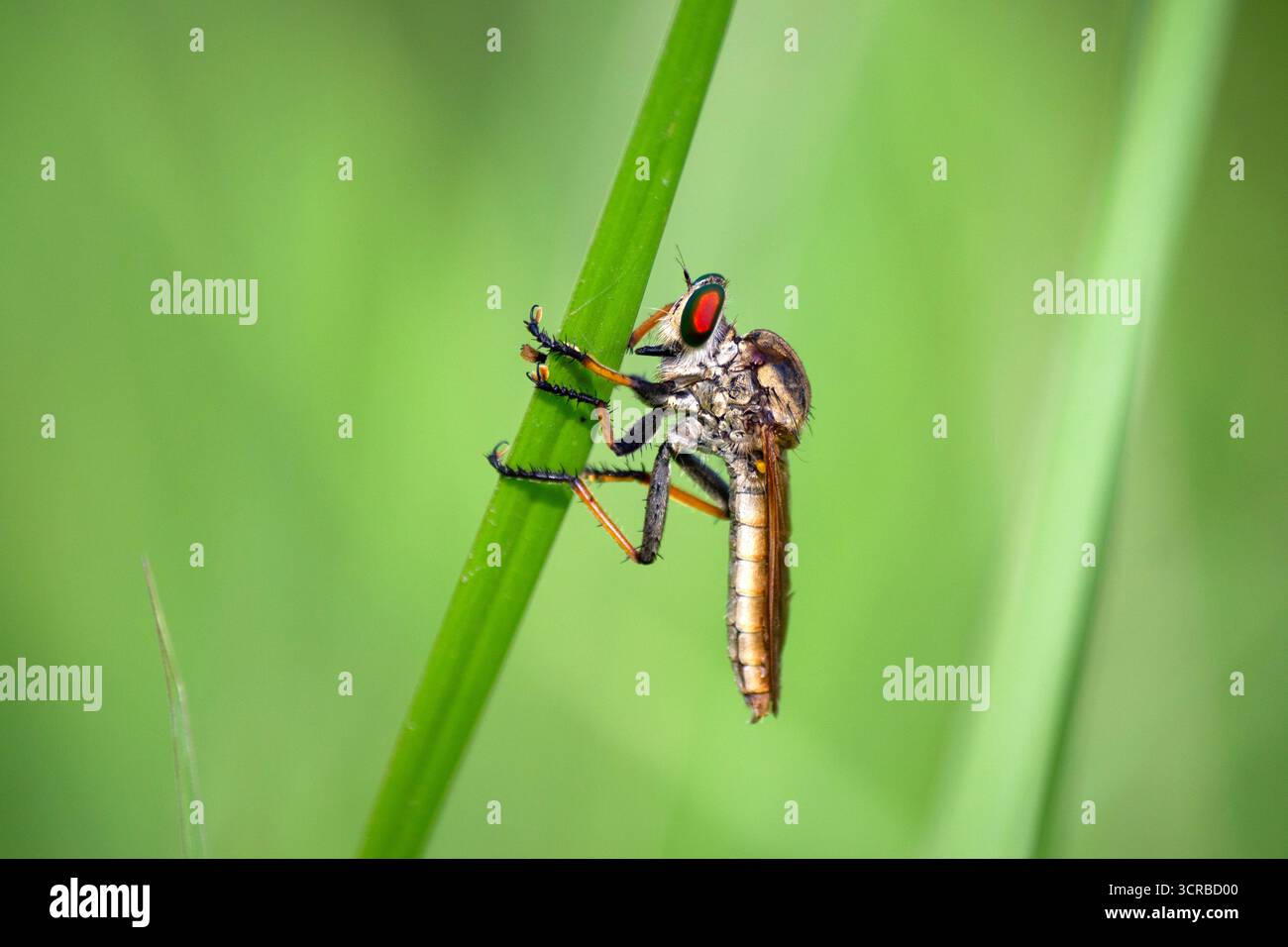 Rubber fly a bug hunter with beautiful eyes Stock Photo - Alamy