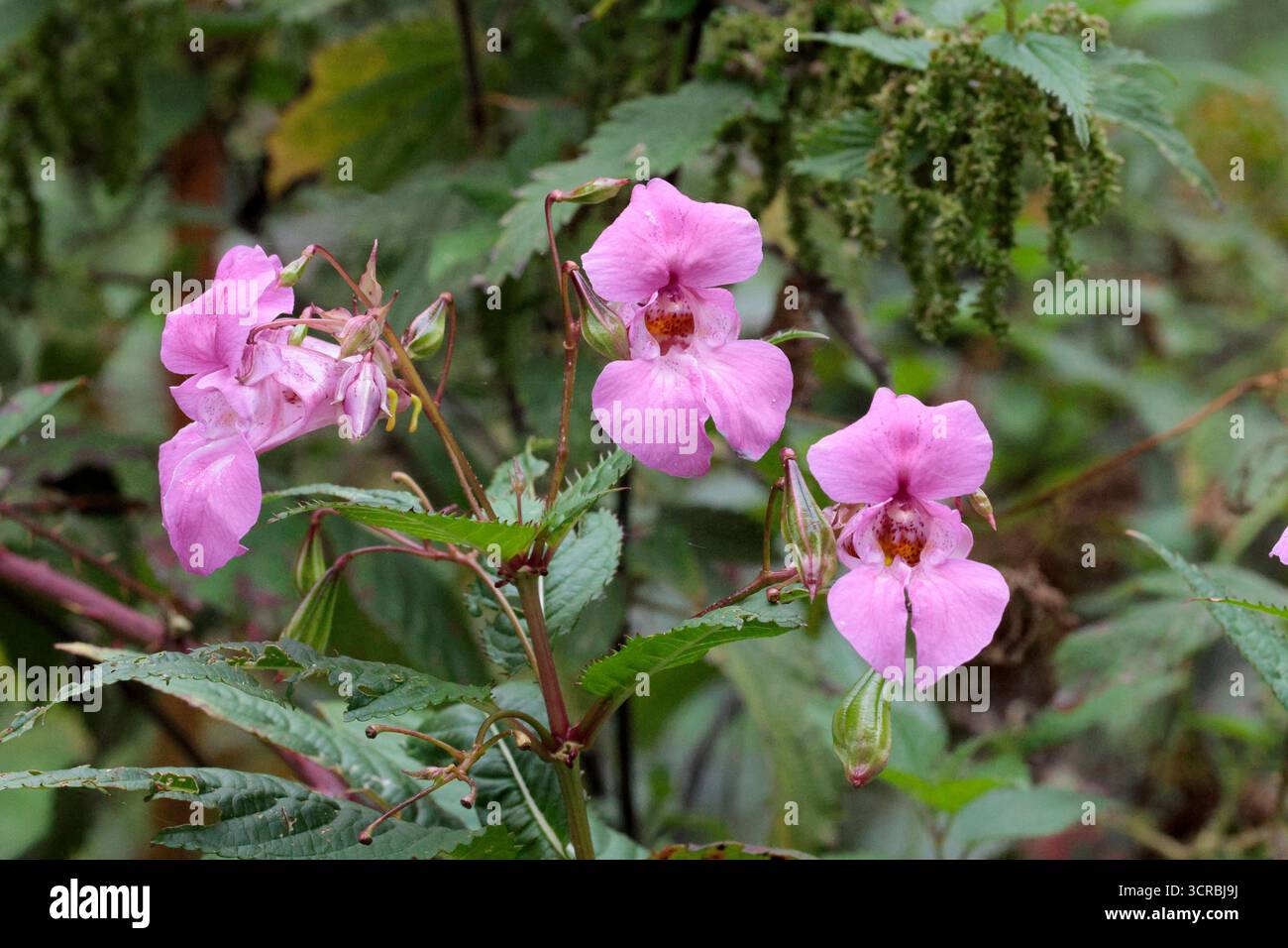 Himalayan balsam introduced invasive wild plant of damp ground and ...