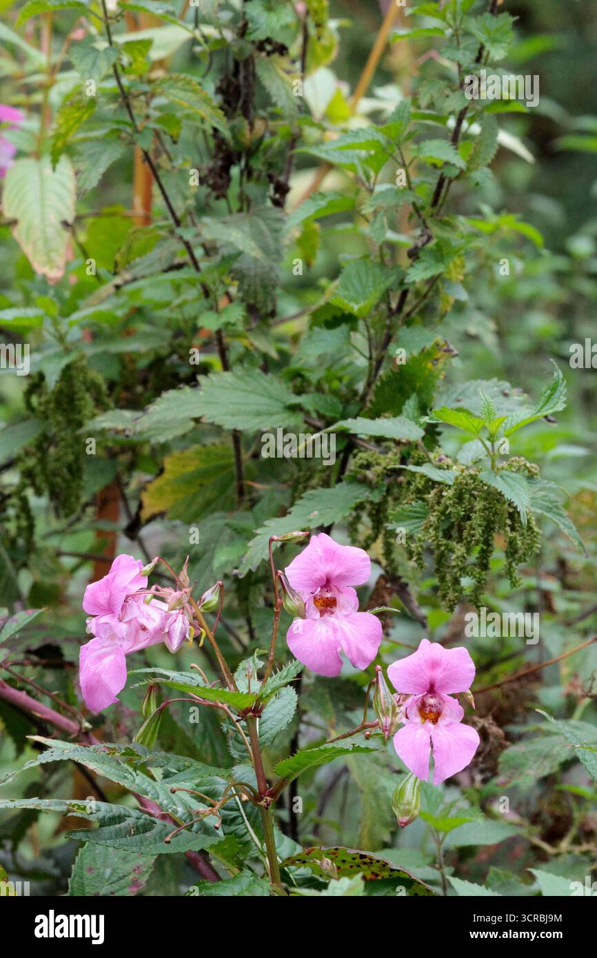 Seed pods under tension until they burst hi-res stock photography and ...