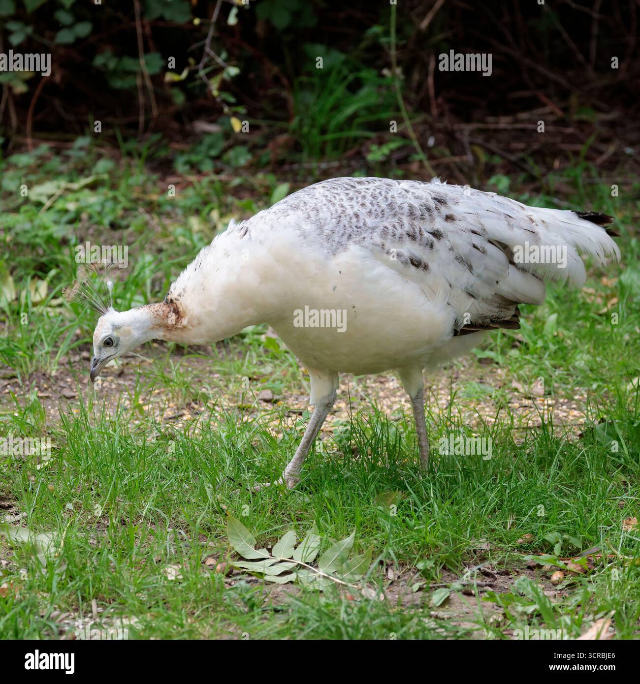 White peacock near bridge to school path hi-res stock photography and ...