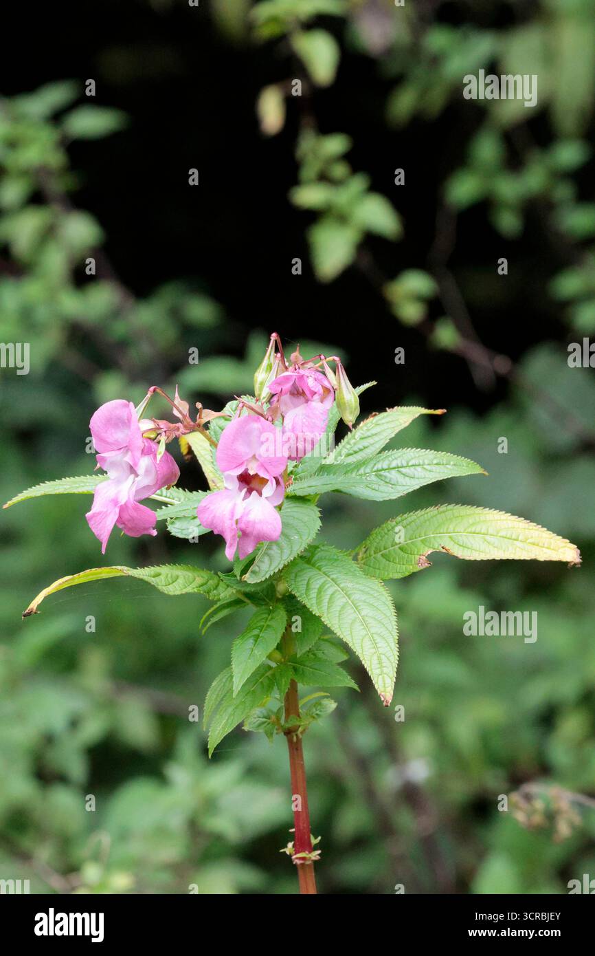 Seed pods under tension until they burst hi-res stock photography and ...