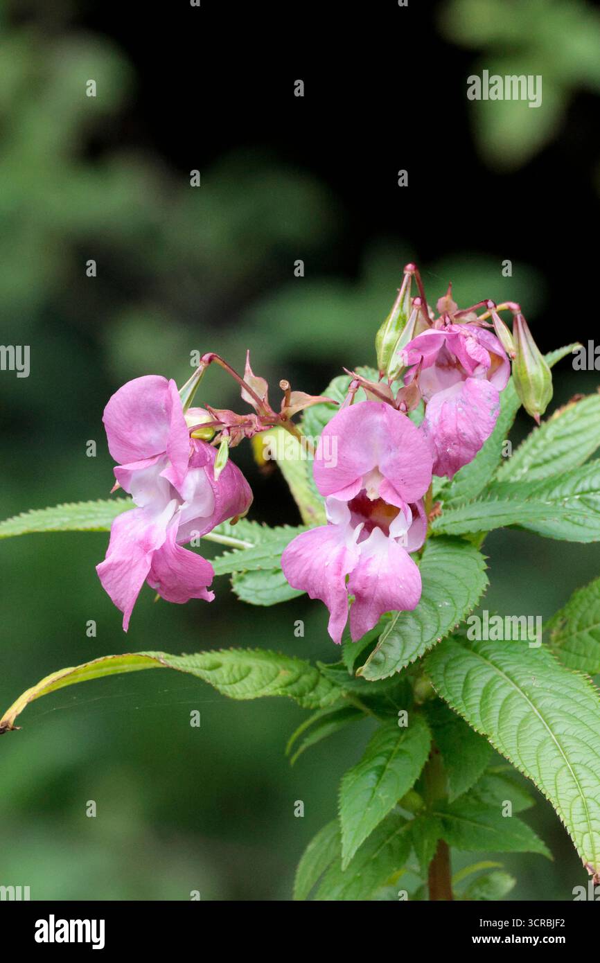 Seed pods under tension until they burst hi-res stock photography and ...