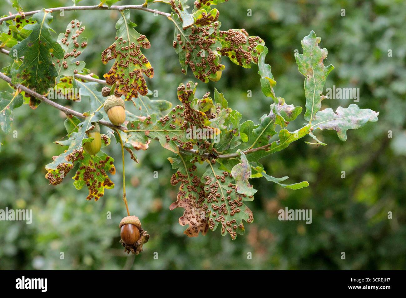 Larvae develop in winter on fallen leaves hi-res stock photography and ...