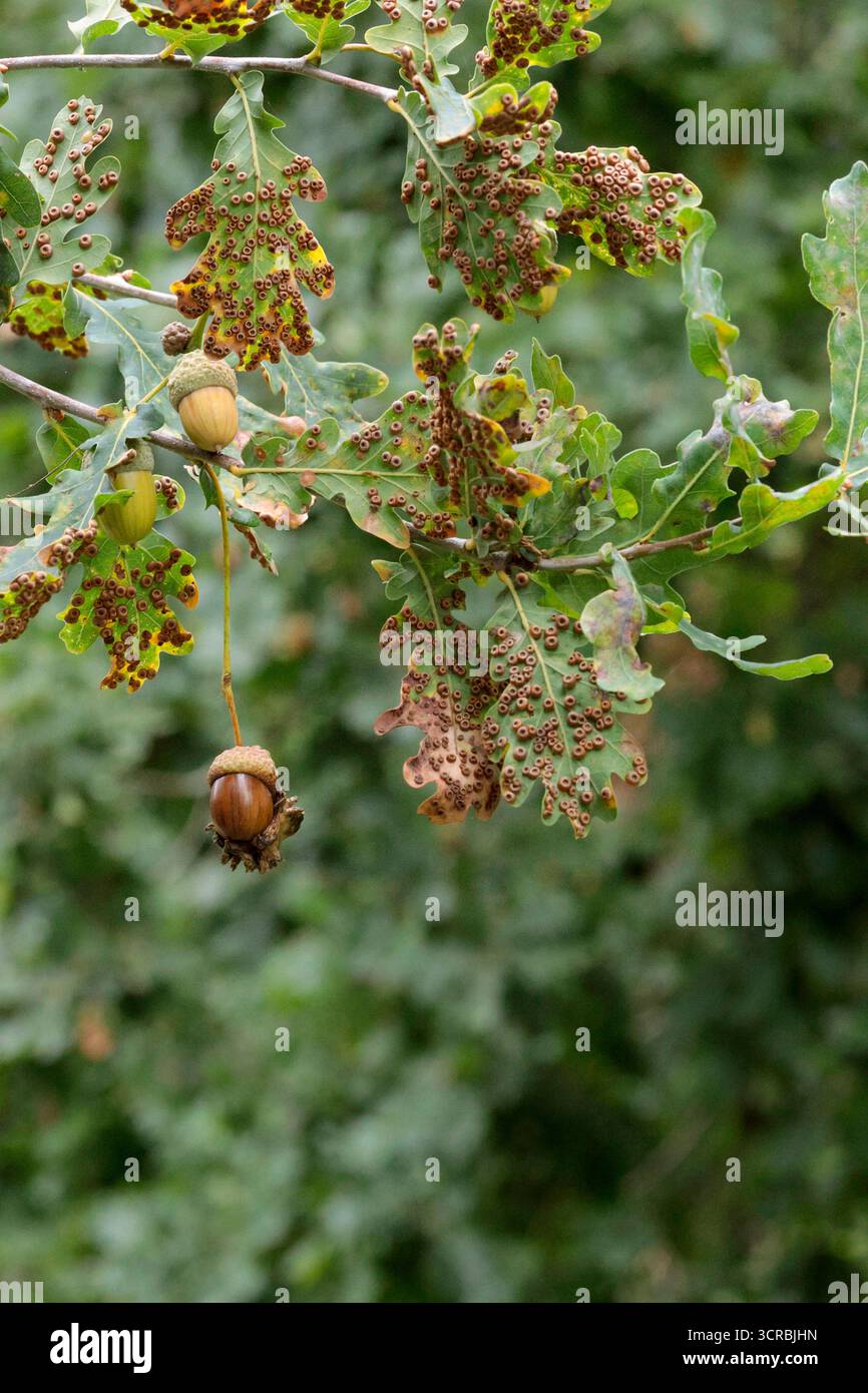 Larvae develop in winter on fallen leaves hi-res stock photography and ...