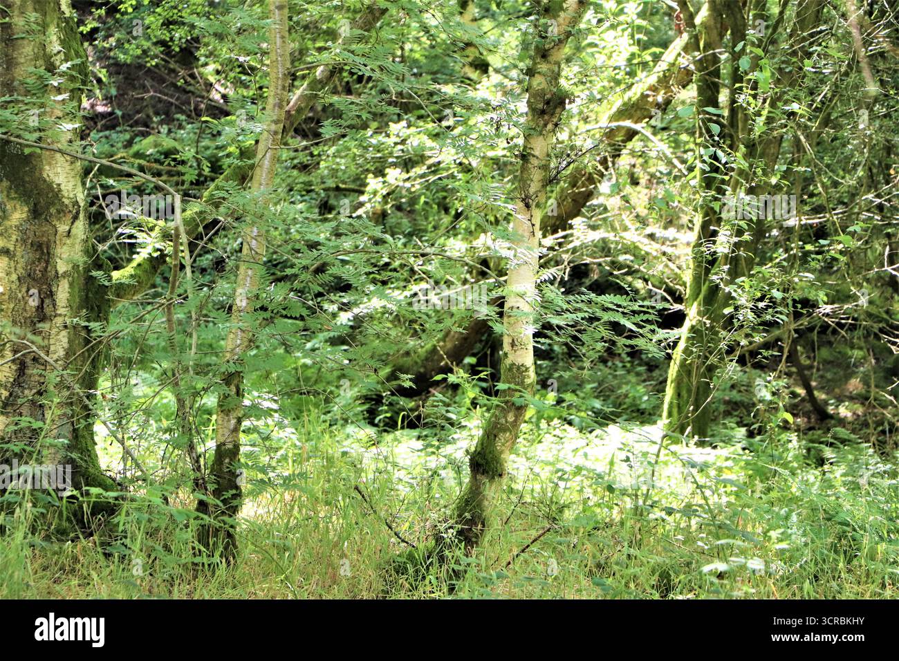 River walk near New Mills. Peak District. Manchester. UK Stock Photo ...