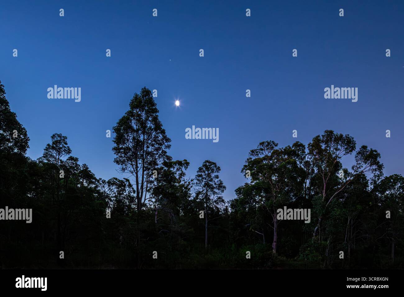 The moon rising over scrub at Rosa Glen, Margaret River area in the SW ...