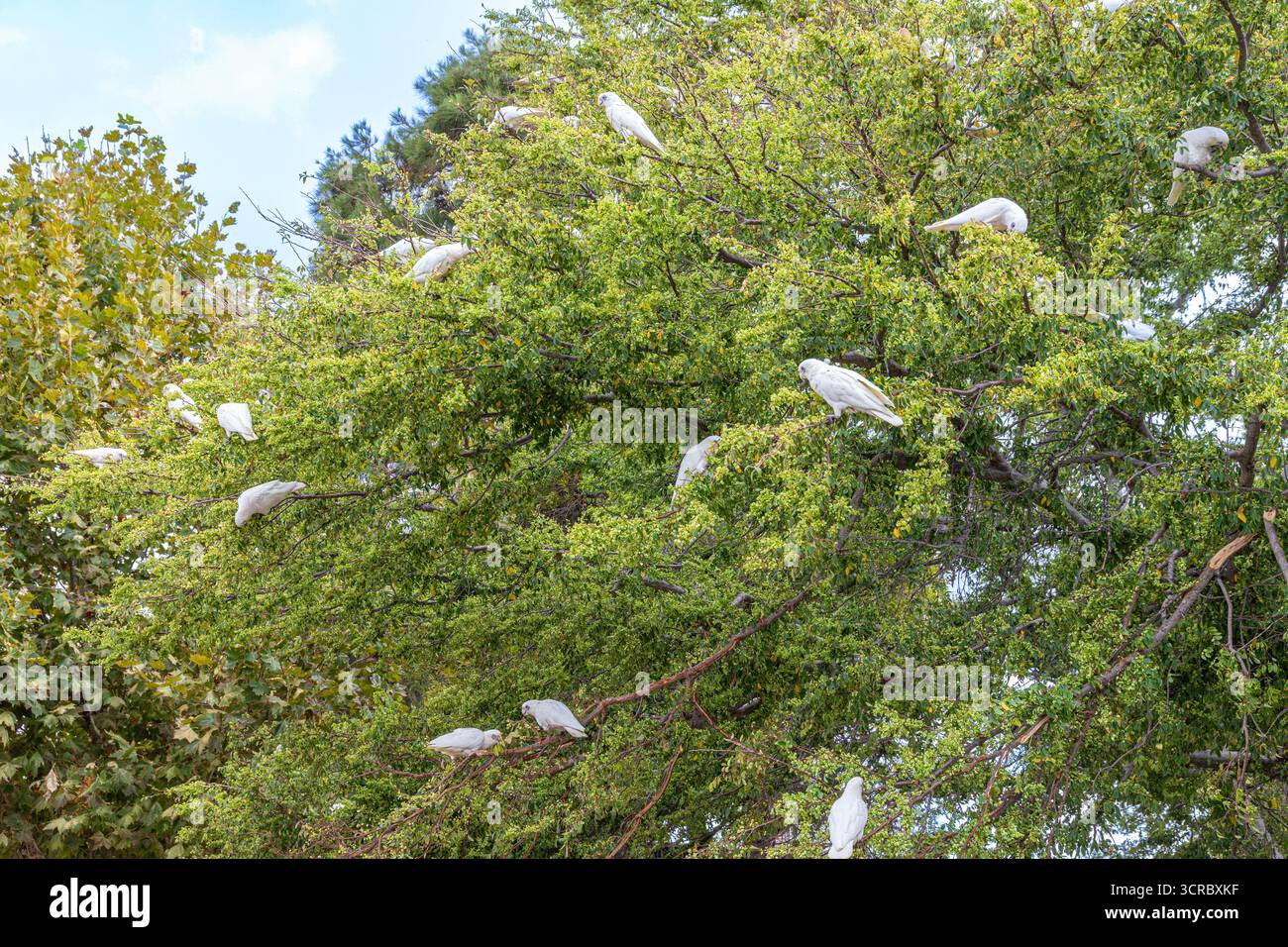 A flock of Western corella (Cacatua pastinator) aka western long-billed ...