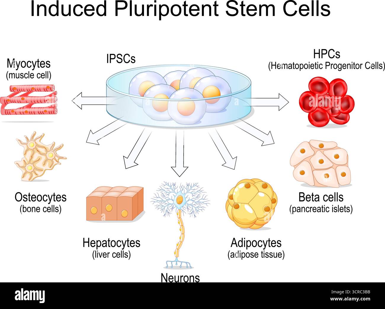 Cells culture Cut Out Stock Images & Pictures - Alamy