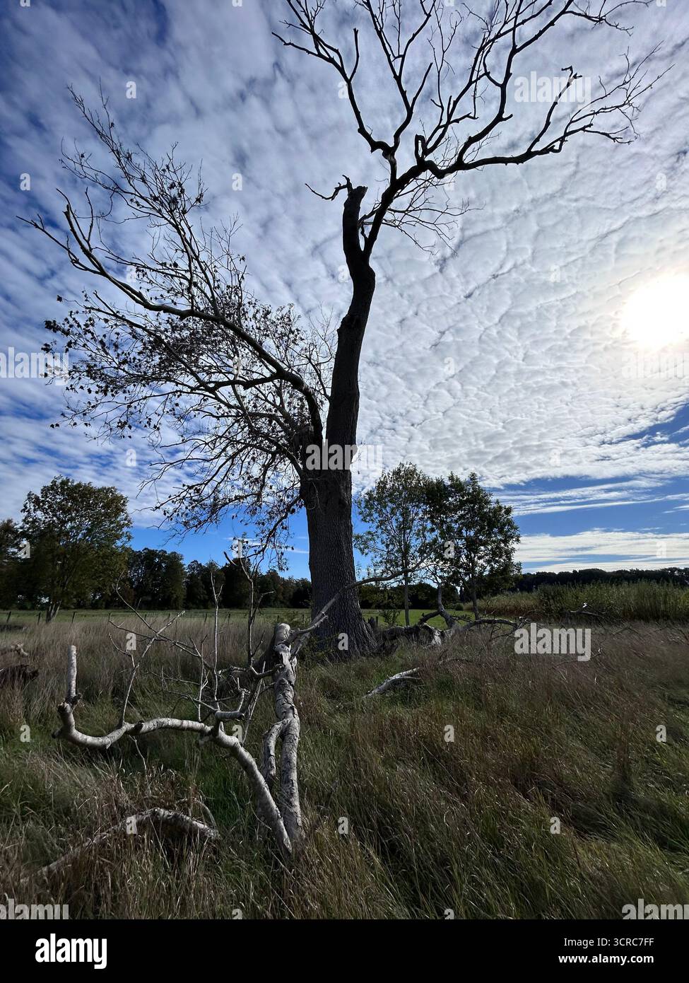Dead ok tree in silhouette against scenic cloudy sky Stock Photo - Alamy