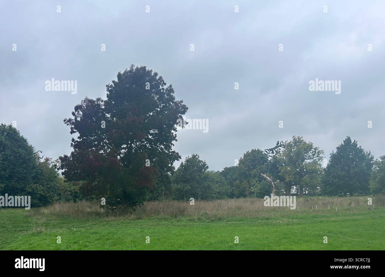 Ash tree turning red in the autumn Stock Photo - Alamy
