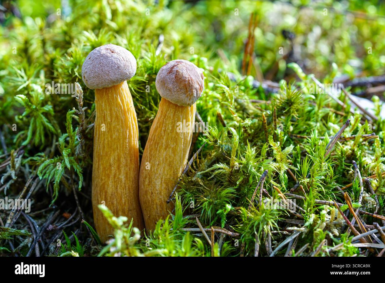 Mushroom family mushroom stems hi-res stock photography and images - Alamy